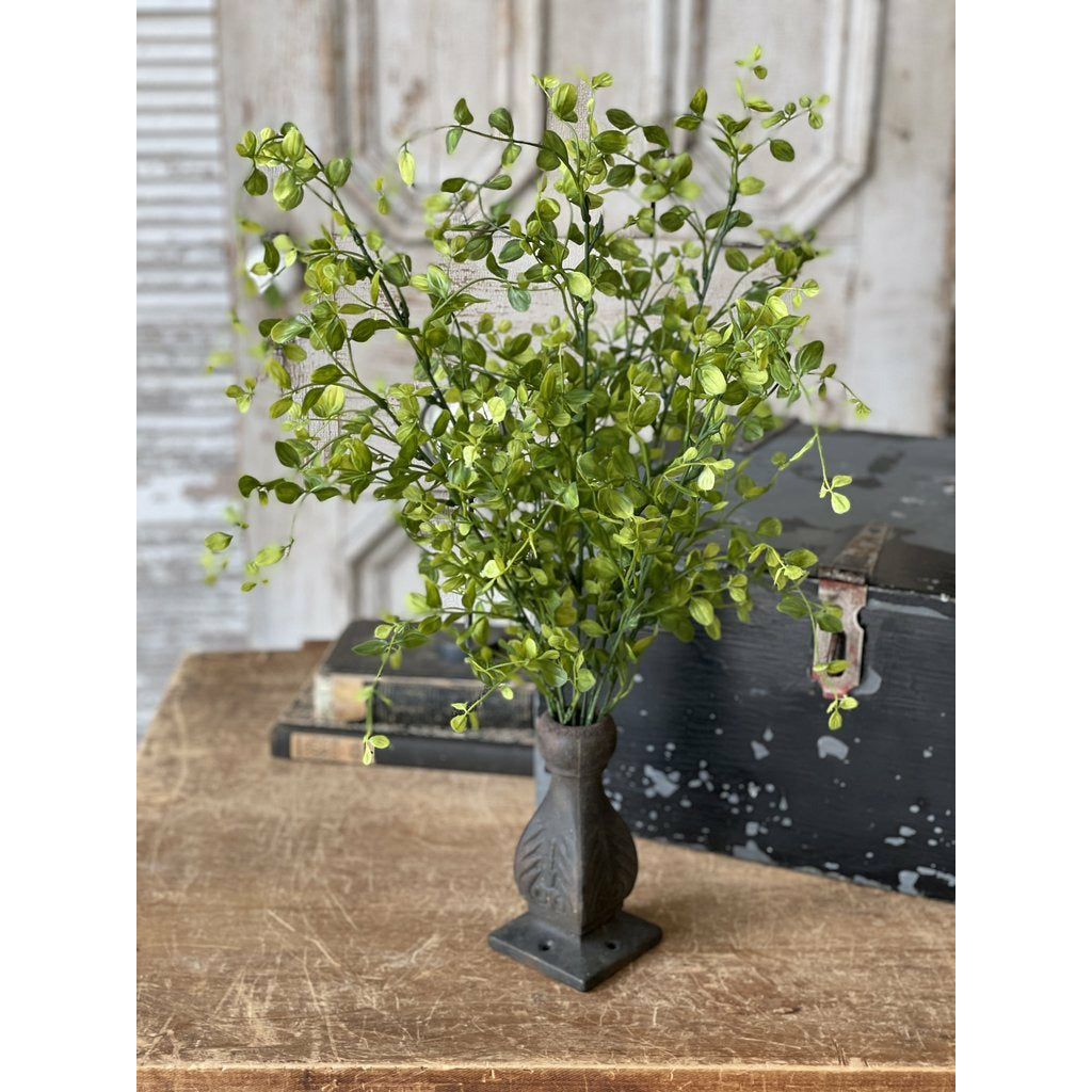 20" Bog Pimpernel Bush – Chic & Shabby