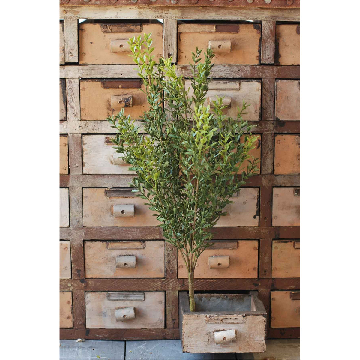 19" Boxwood Bush – Chic & Shabby