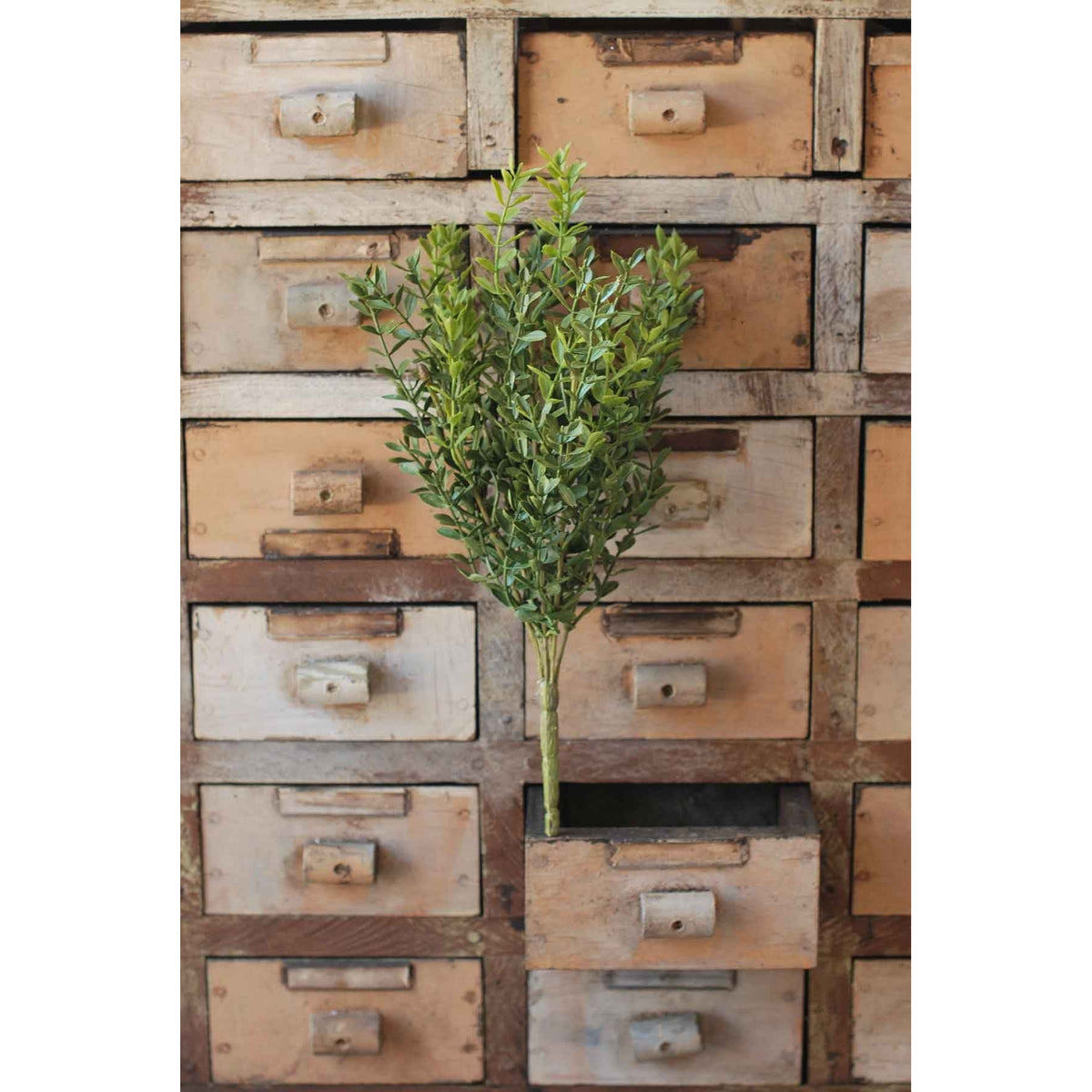 12" Boxwood Bush – Chic & Shabby